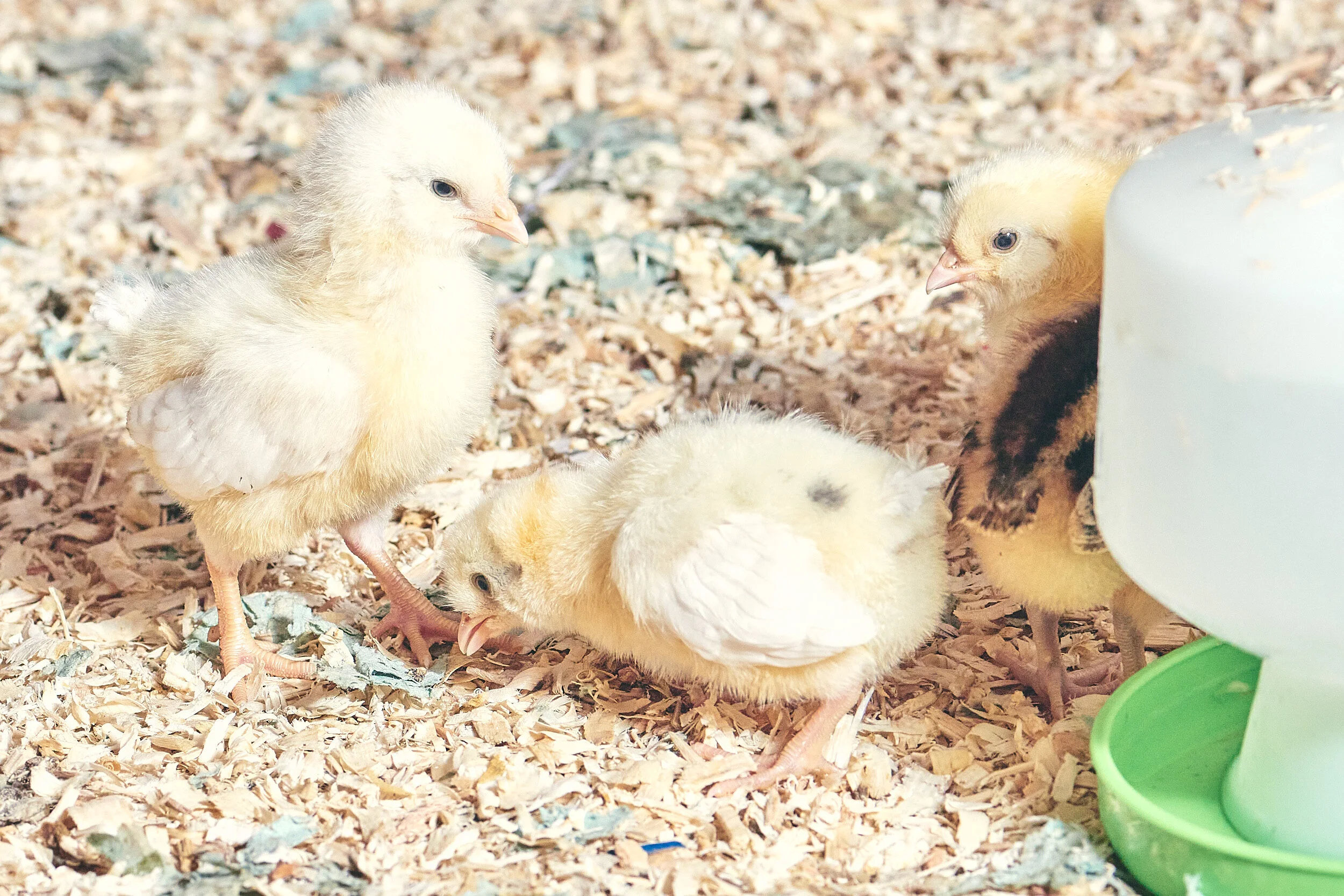 What's Going On — Rookery Farm