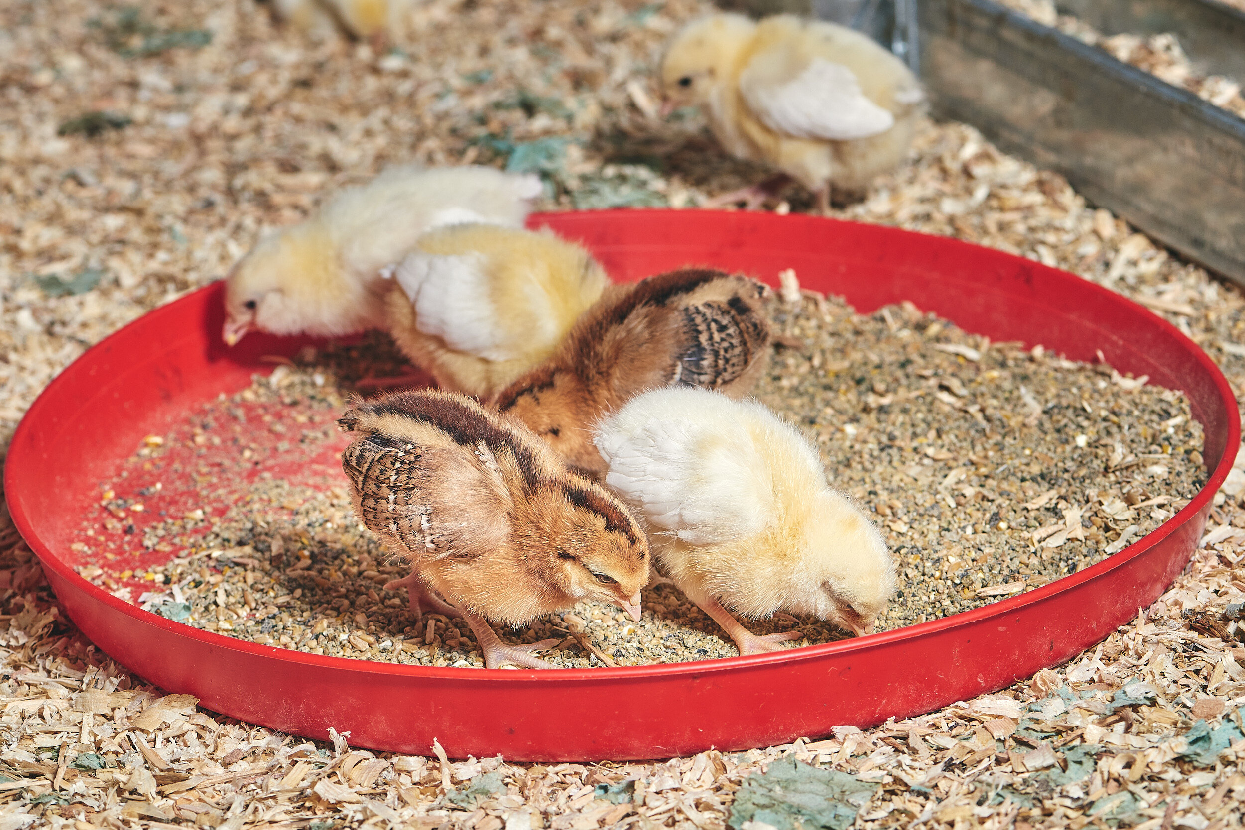 What's Going On — Rookery Farm