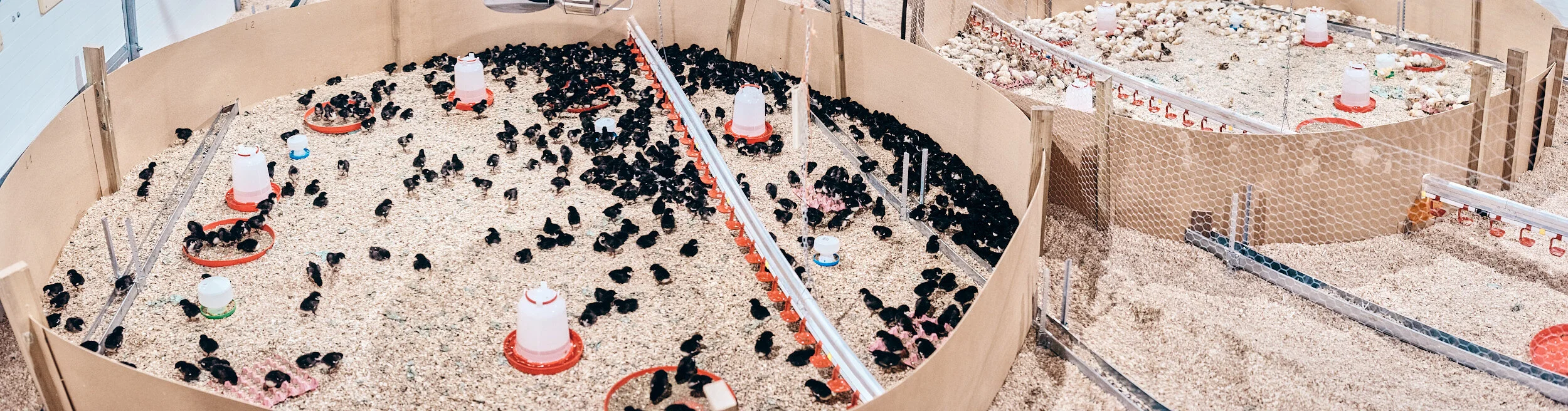 What's Going On — Rookery Farm