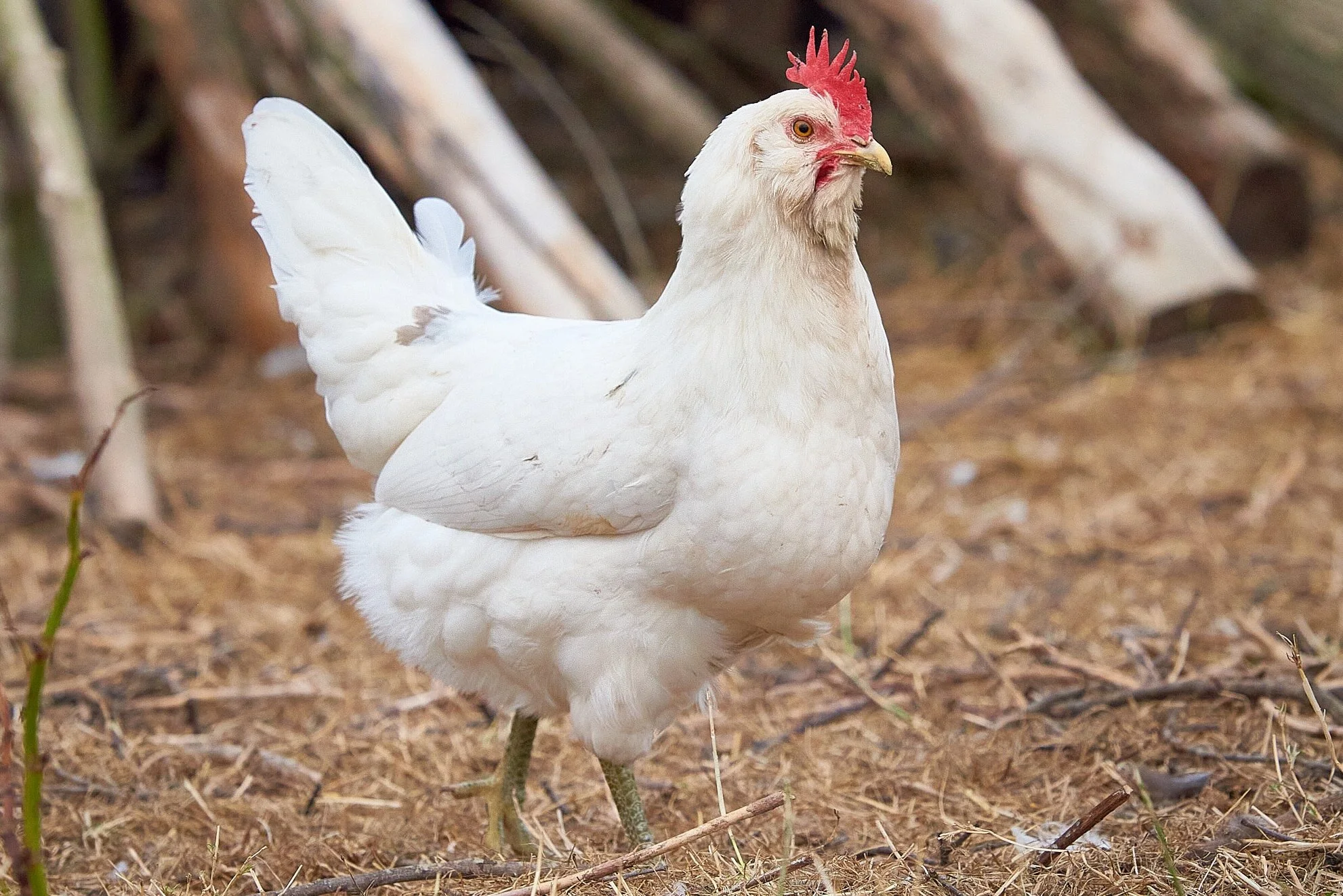 What's Going On — Rookery Farm