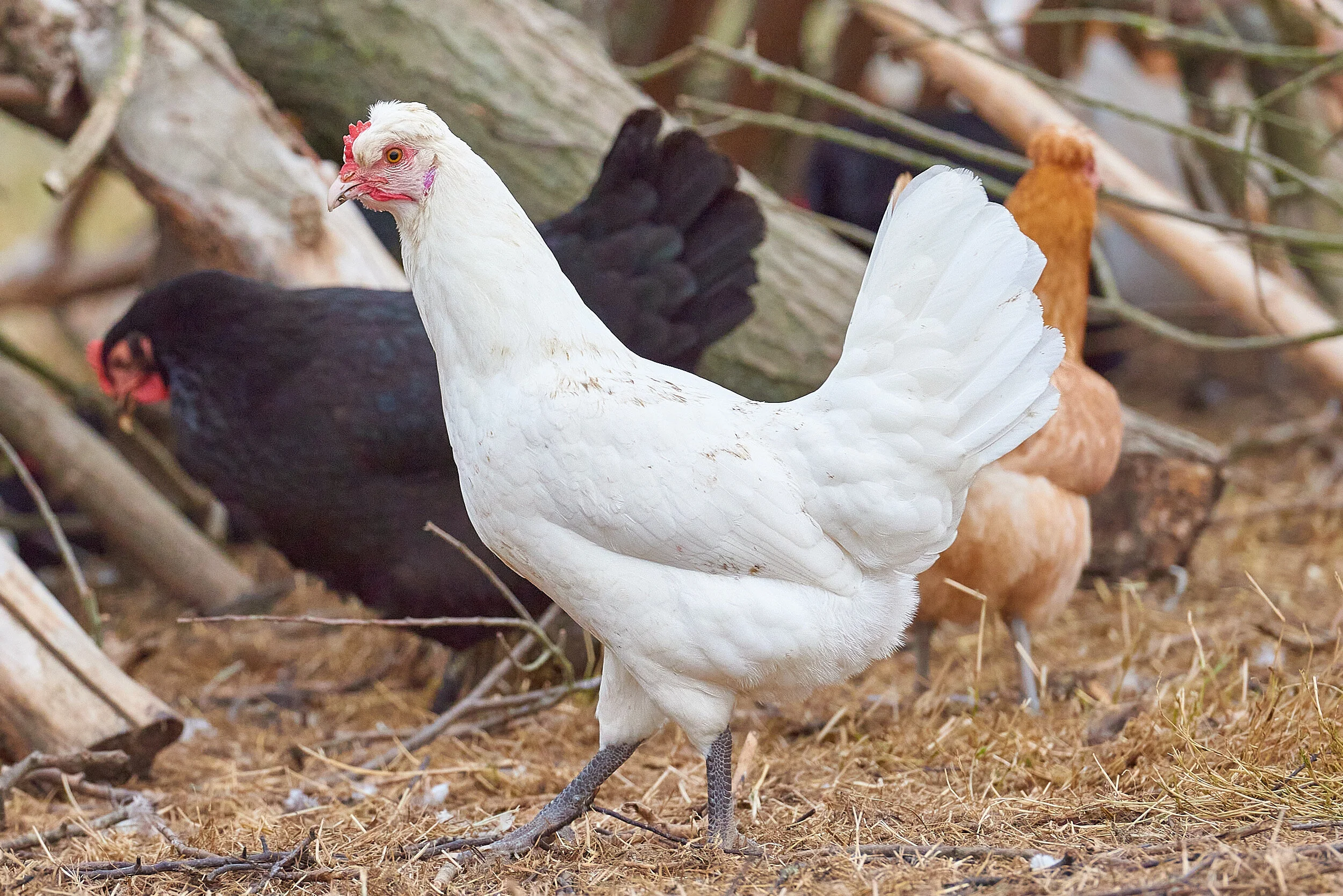 What's Going On — Rookery Farm