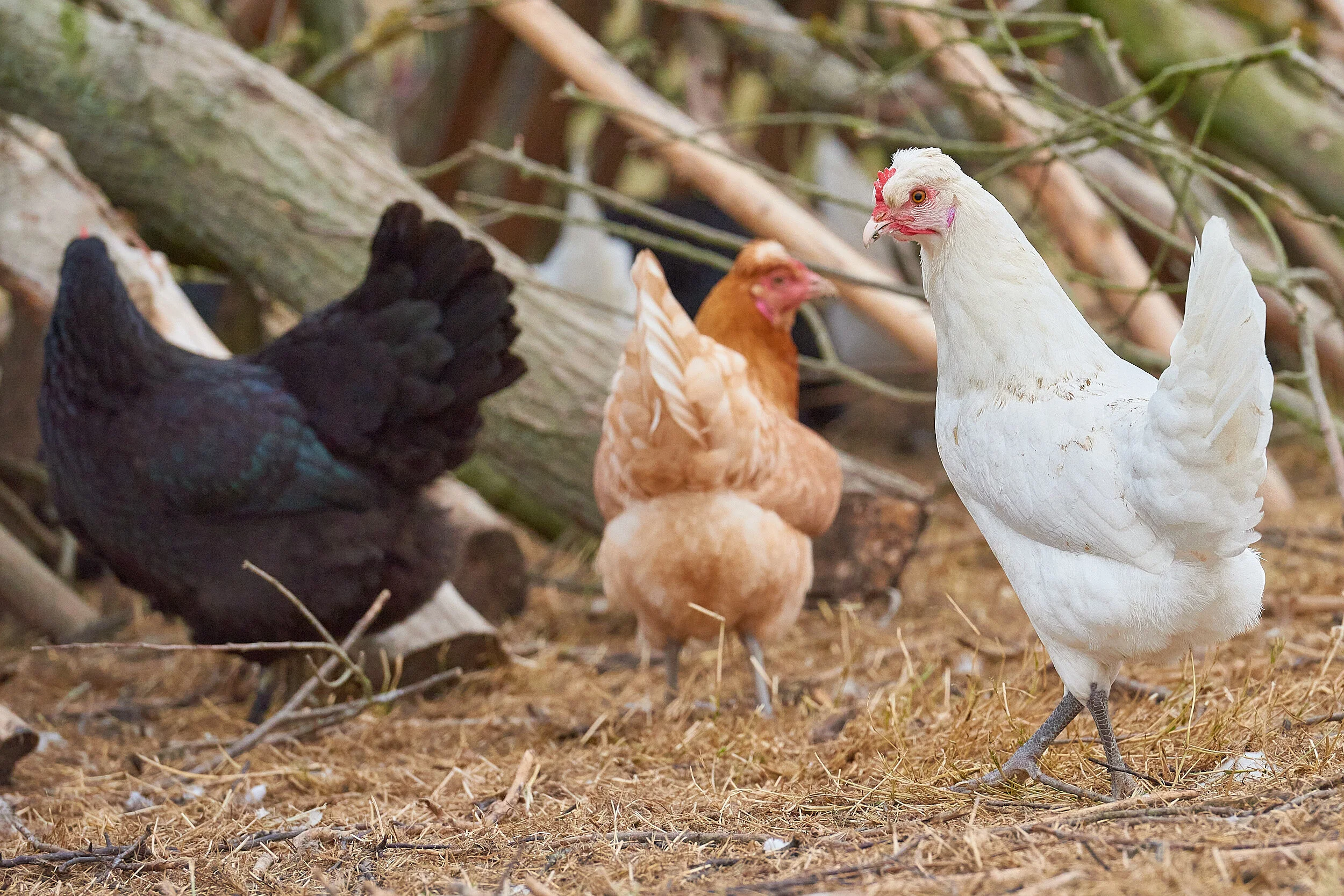 What's Going On — Rookery Farm