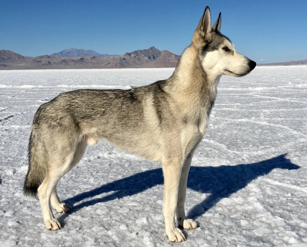 Roan Raven Wolf — Wind Witch