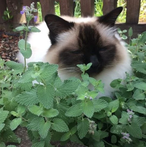 Company — Moxini Home