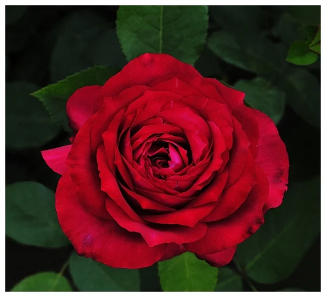 Garden Photography by Dency Kane