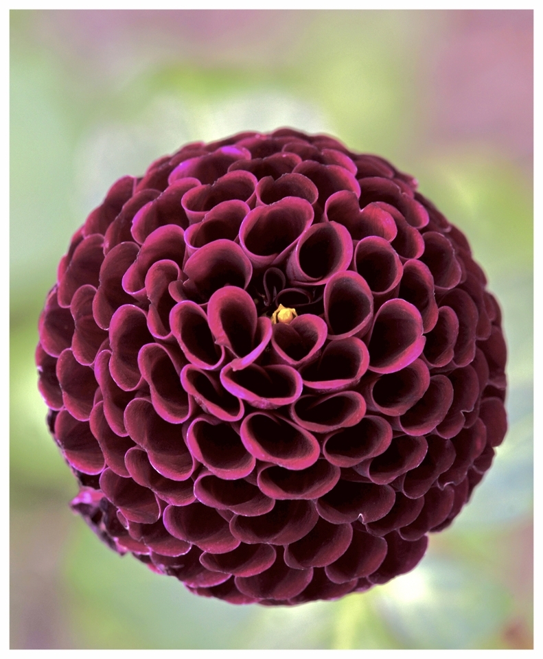 Garden Photography by Dency Kane