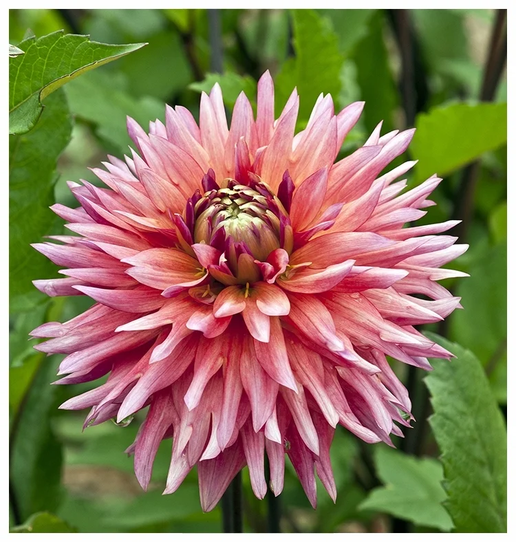 Garden Photography by Dency Kane