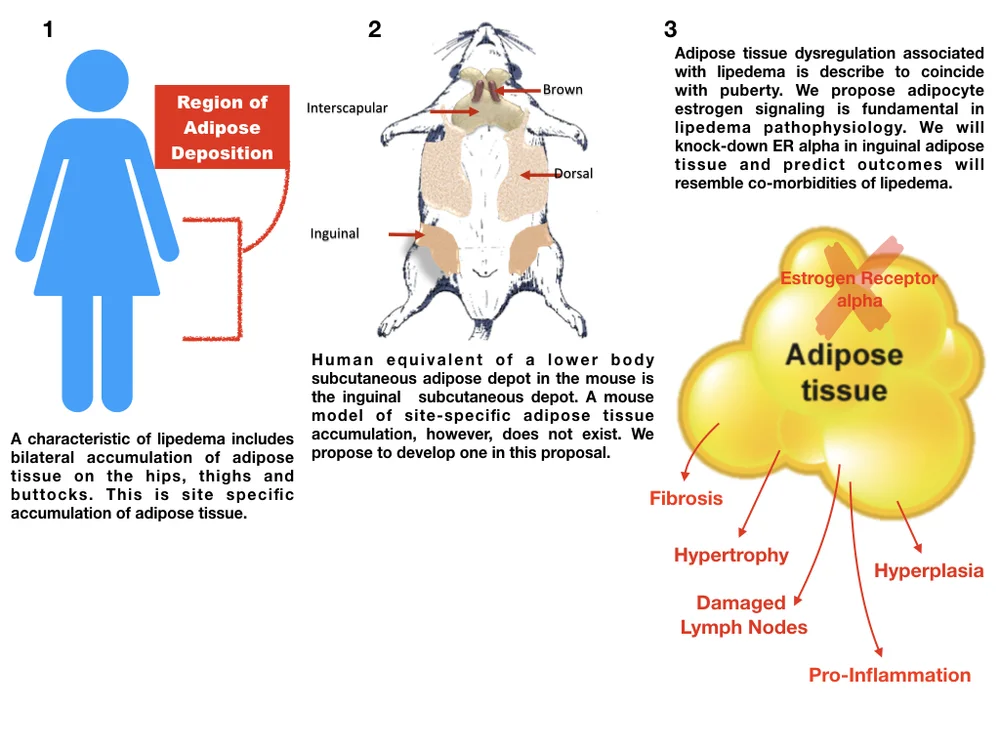 A Mouse Model of Lipedema: Lower body Subcutaneous Adipose Tissue ...