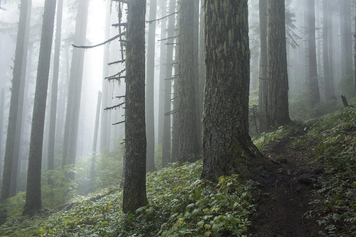 Oregon Timber Trail