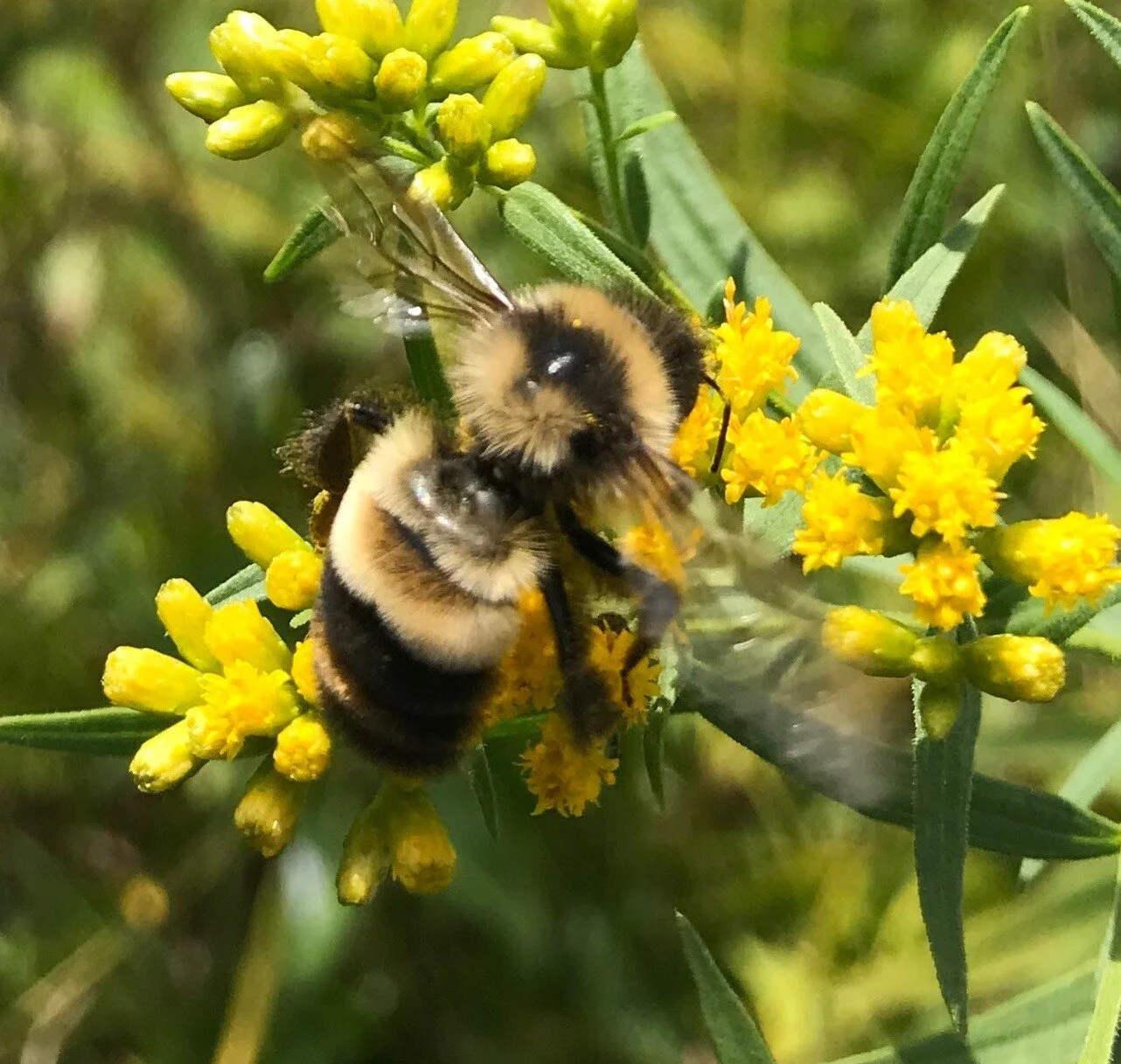 Native Plants — Root-Pike Watershed Initiative Network
