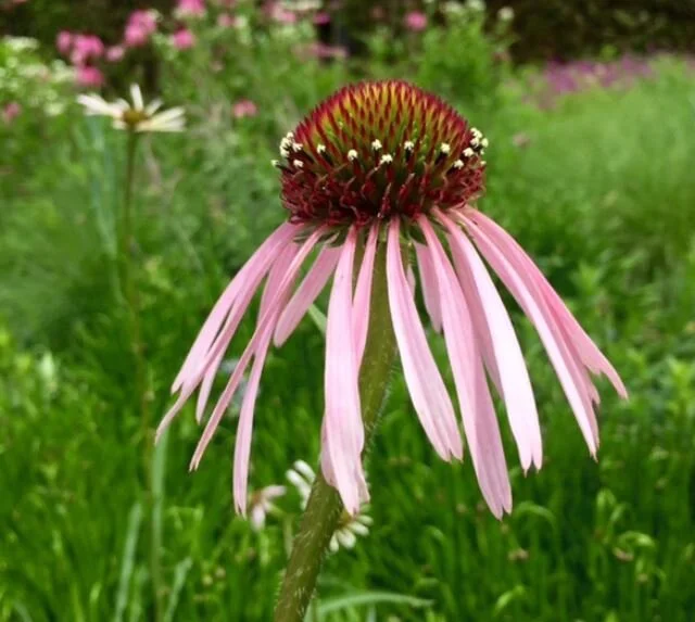 Native Plants — Root-Pike Watershed Initiative Network