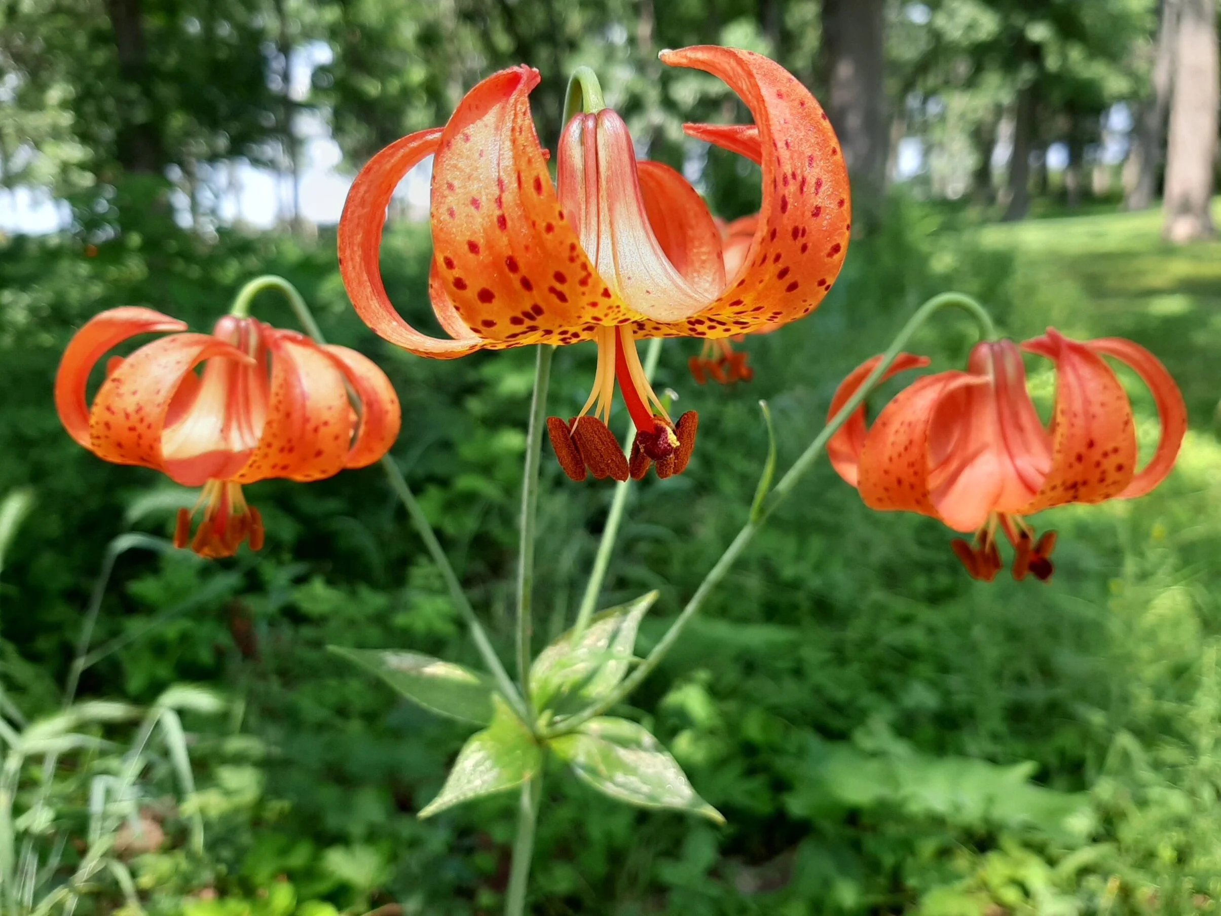 Pollinator Patch Program — Root-Pike Watershed Initiative Network