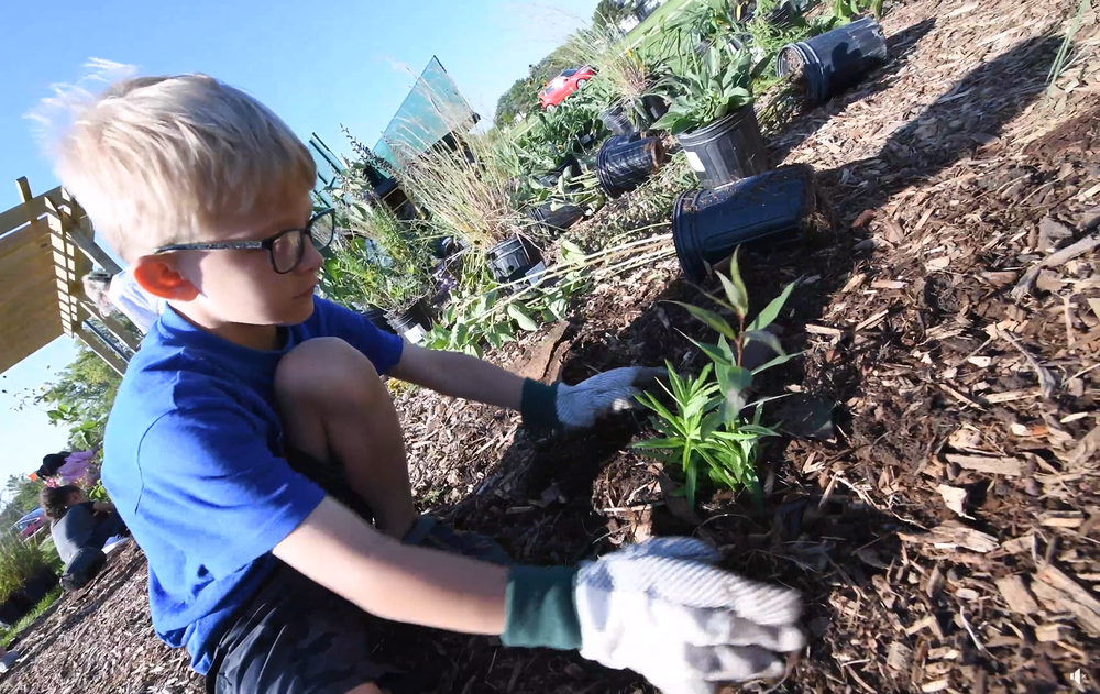 Pollinator Patch Program — Root-Pike Watershed Initiative Network
