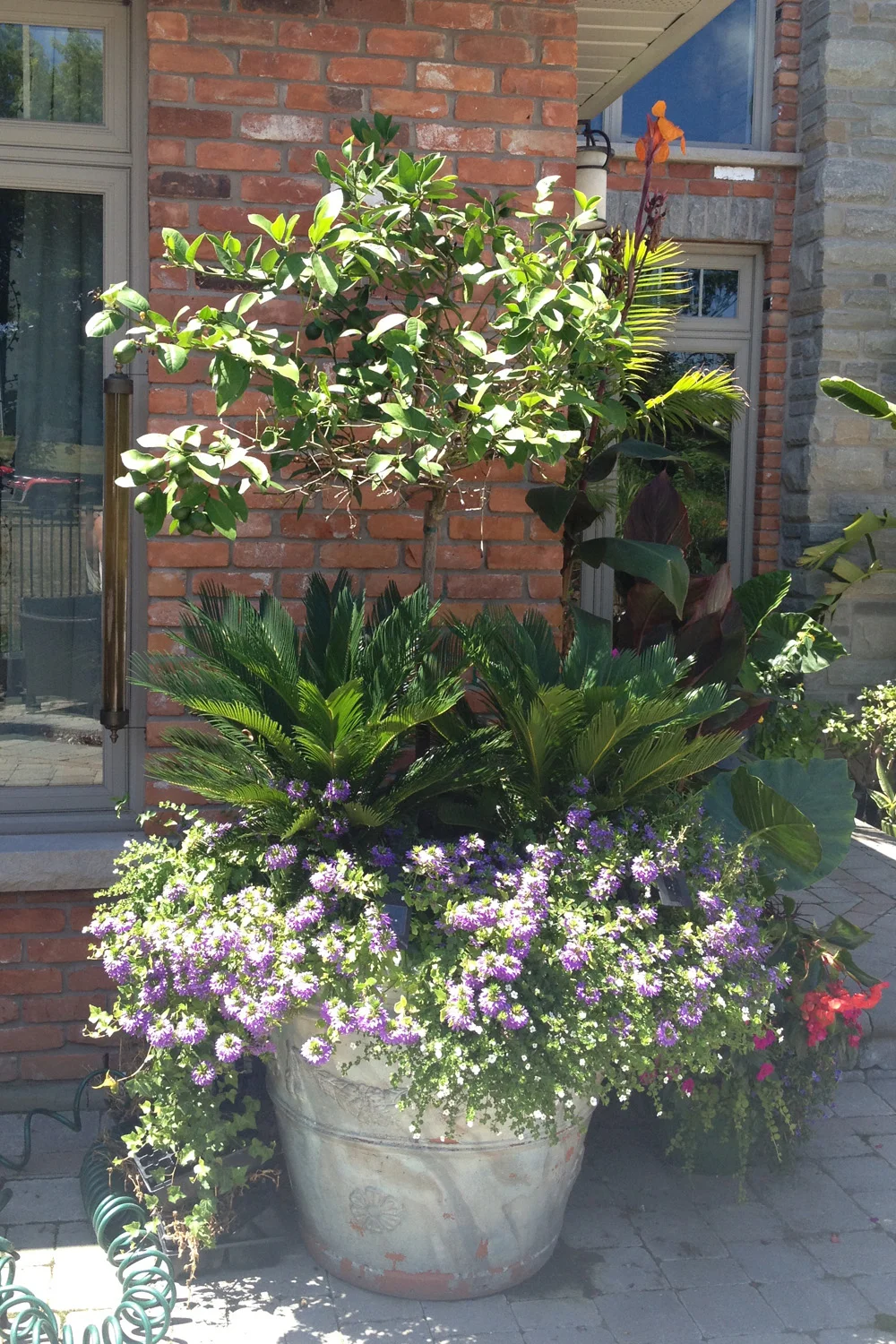 Seasonal Plant Rentals, Winter Plant Storage, Landscaping — Anthony's ...