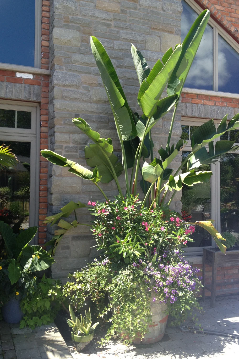 Seasonal Plant Rentals, Winter Plant Storage, Landscaping — Anthony's ...