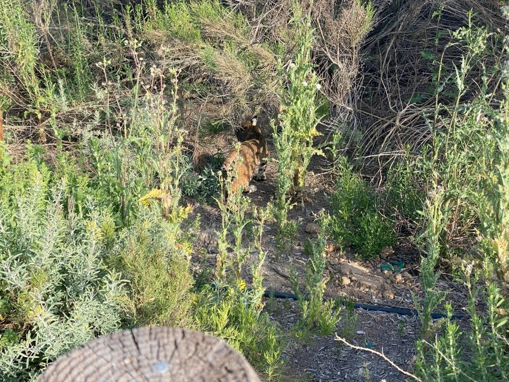 Bobcat at Walker Preserve Trail — Sky Ranch