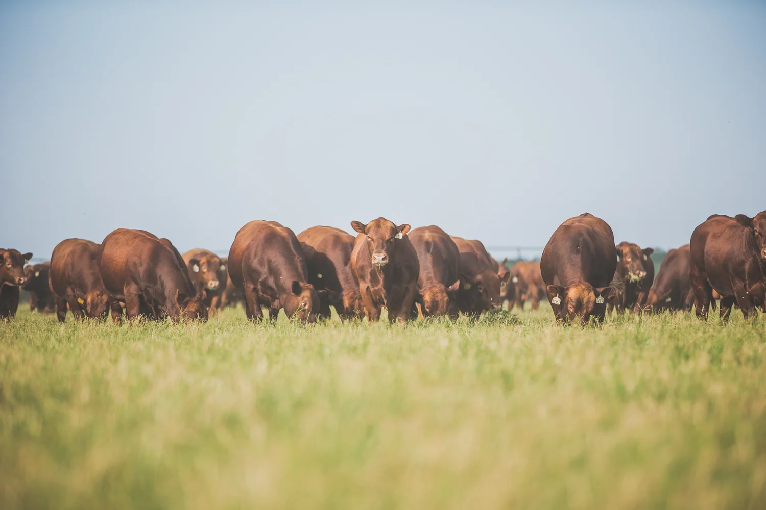 Cattle Breeds — R.A. Brown Ranch