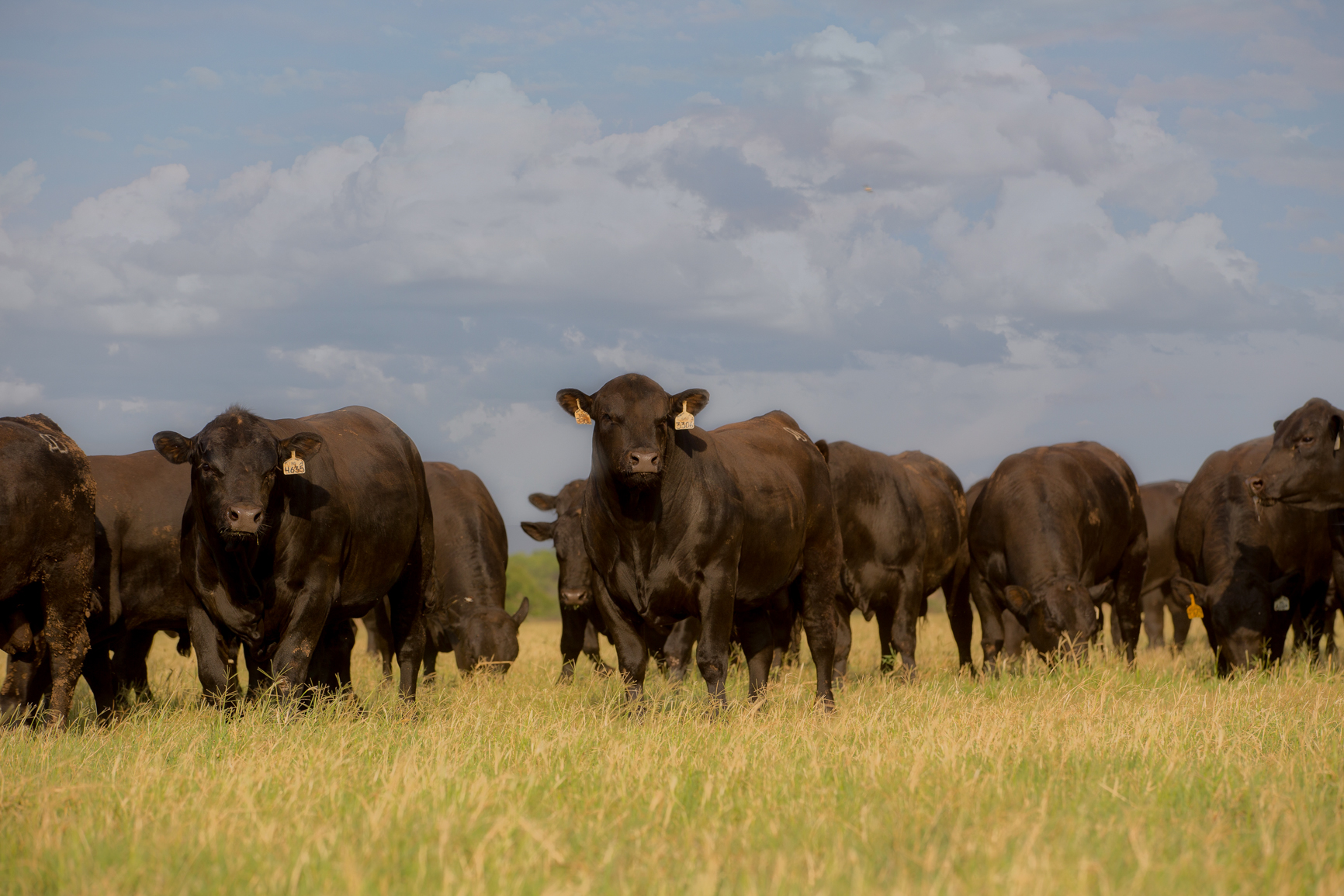 Cattle Breeds — R.A. Brown Ranch