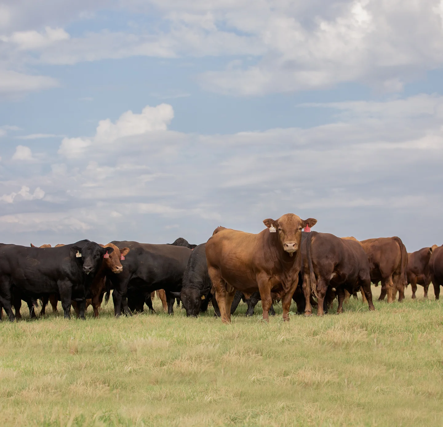 Cattle Breeds — R.A. Brown Ranch