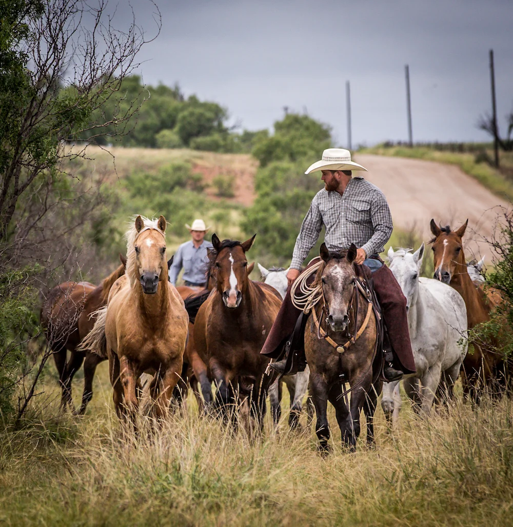 Current Stallions — R.A. Brown Ranch