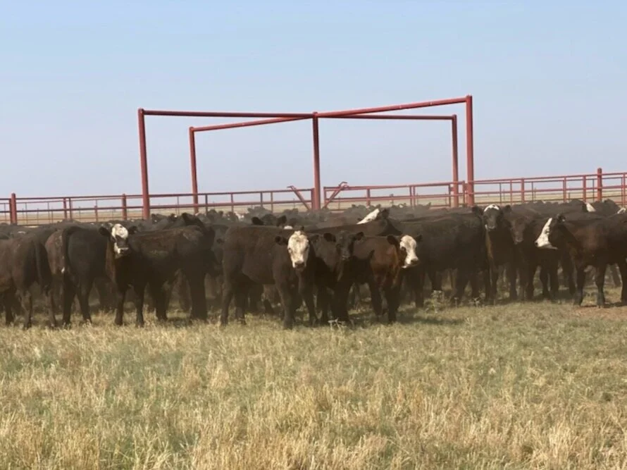 News — R.A. Brown Ranch