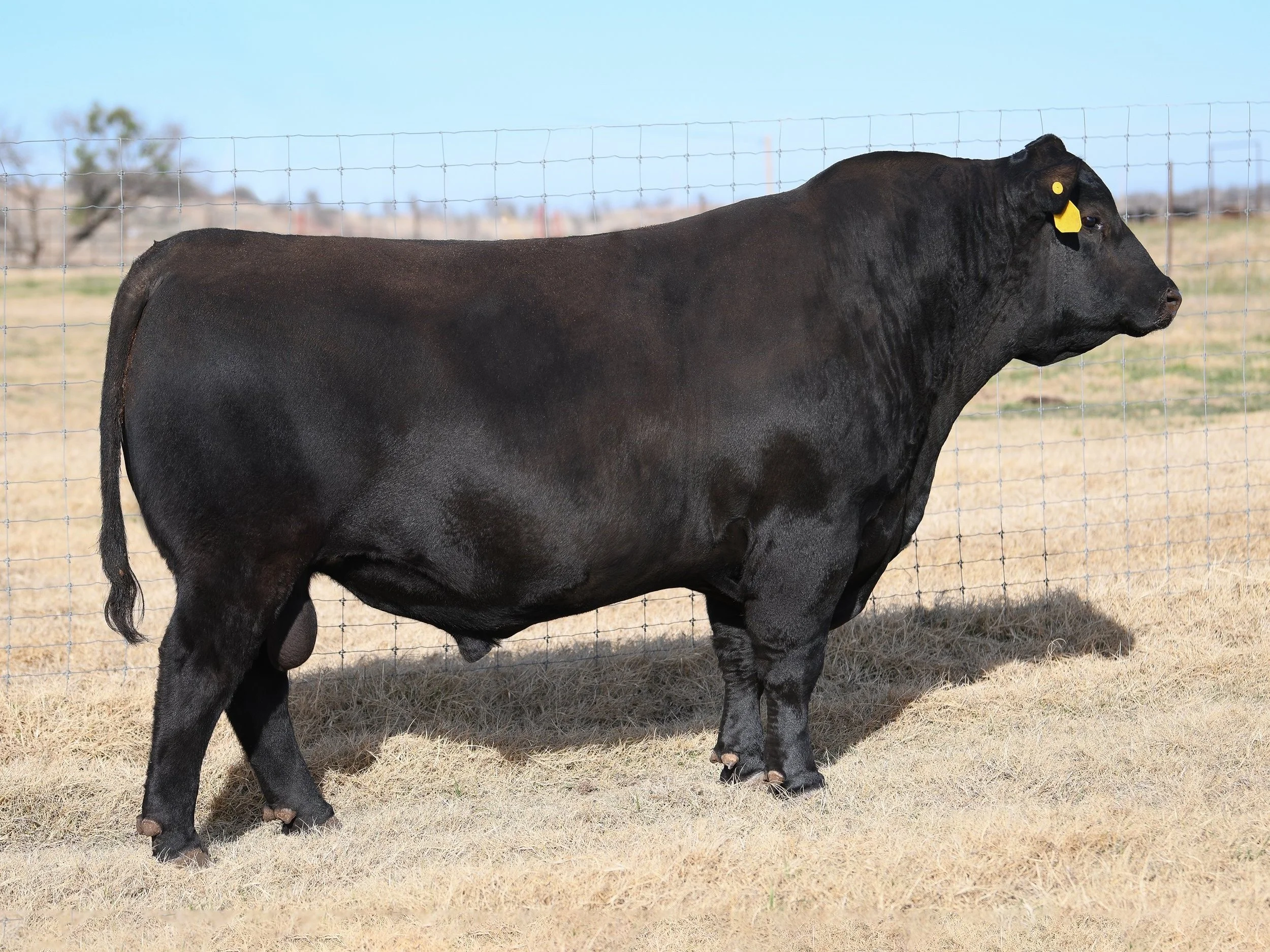 Sire - MSF Swagger G072J — R.A. Brown Ranch