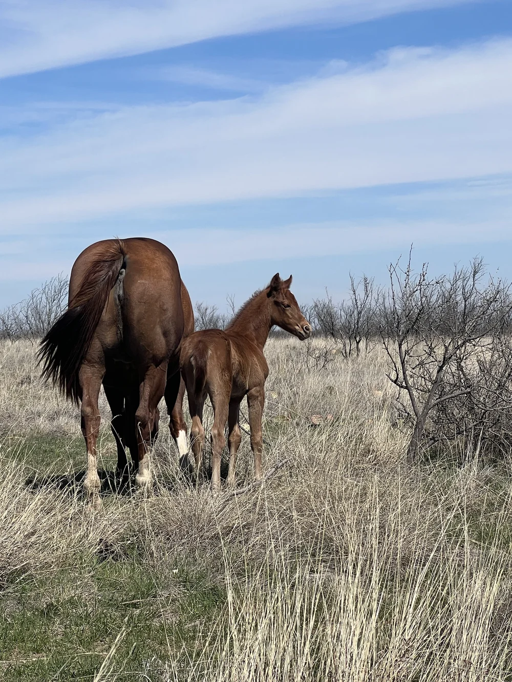 Featured Broodmares — R.A. Brown Ranch