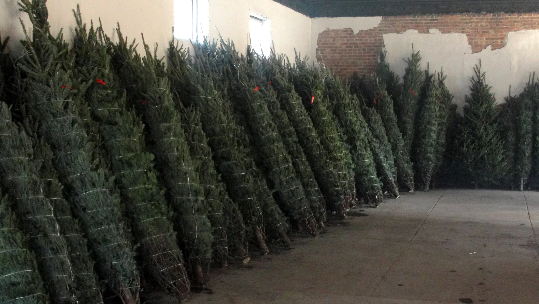 NorthStar Christmas Trees