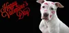 Your Singleton's Valentines Survival Guide — Jessica Elizabeth Opert ...