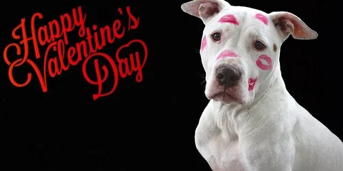 Your Singleton's Valentines Survival Guide — Jessica Elizabeth Opert ...