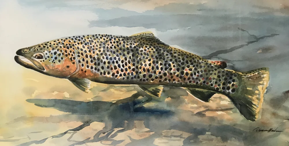Brown Trout Art