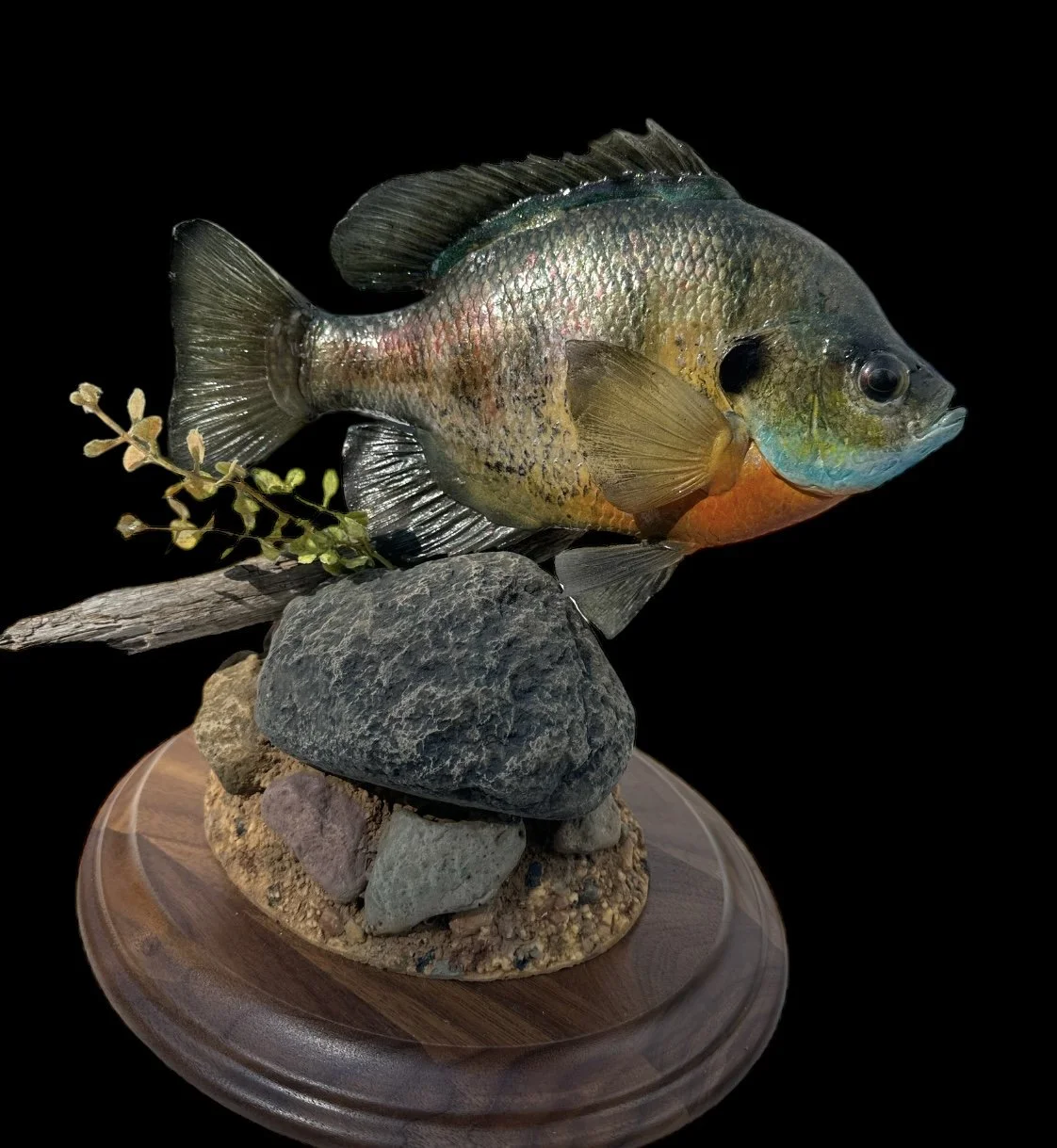Fish replicas — Rivertown Gallery