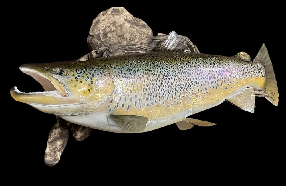 Fish replicas — Rivertown Gallery