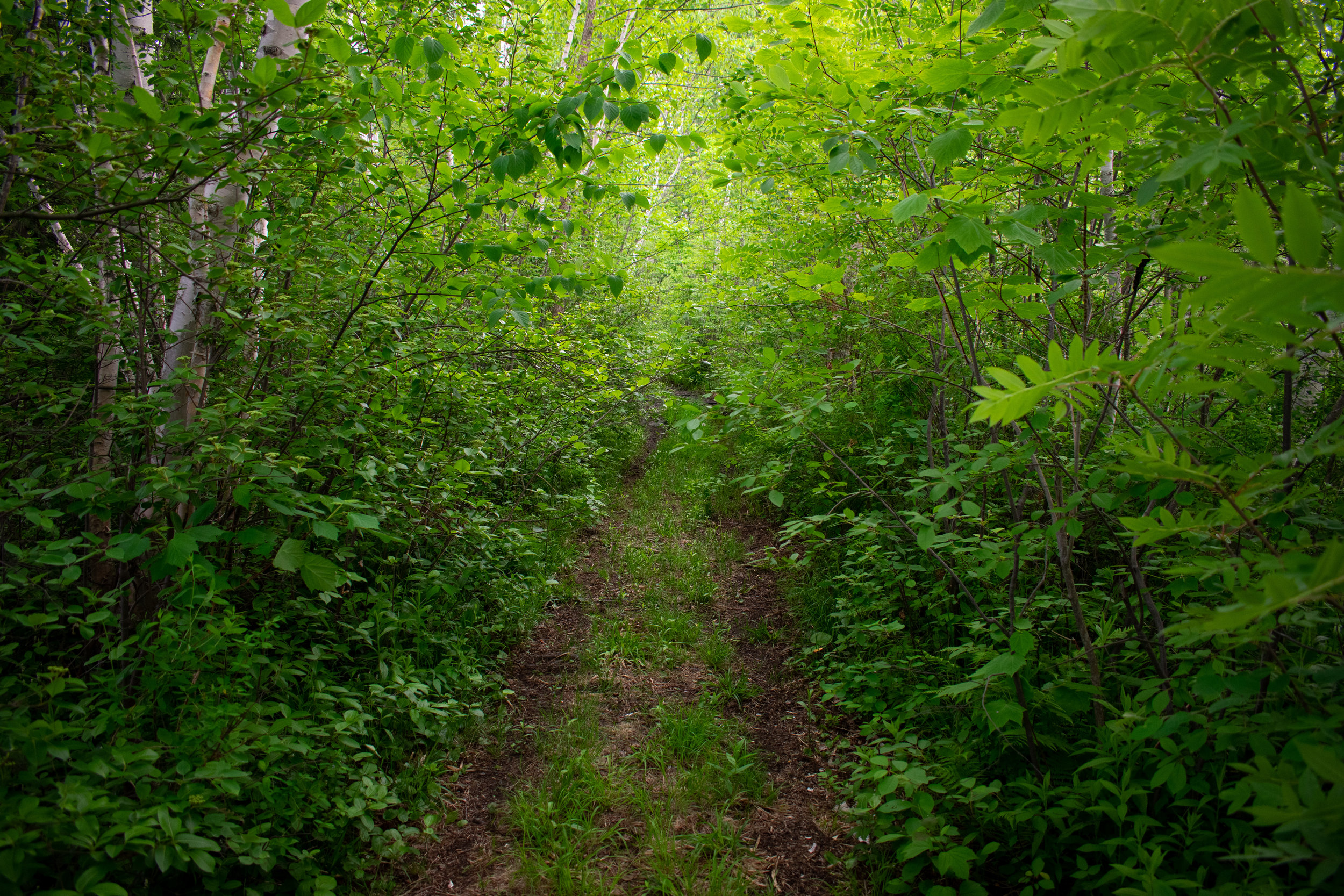 Capreol — Rainbow Routes Association