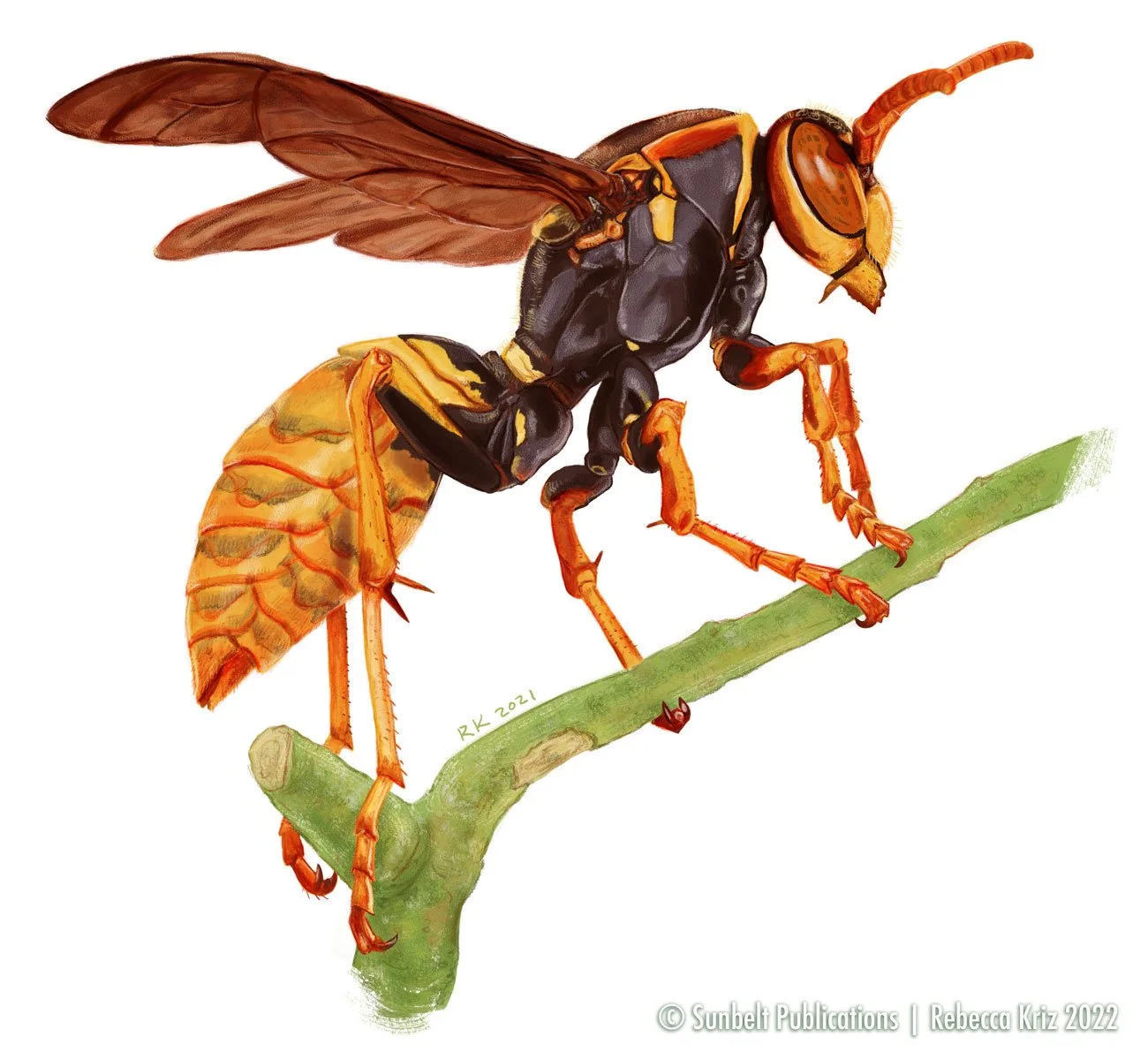 Illustration — Rebecca Kriz