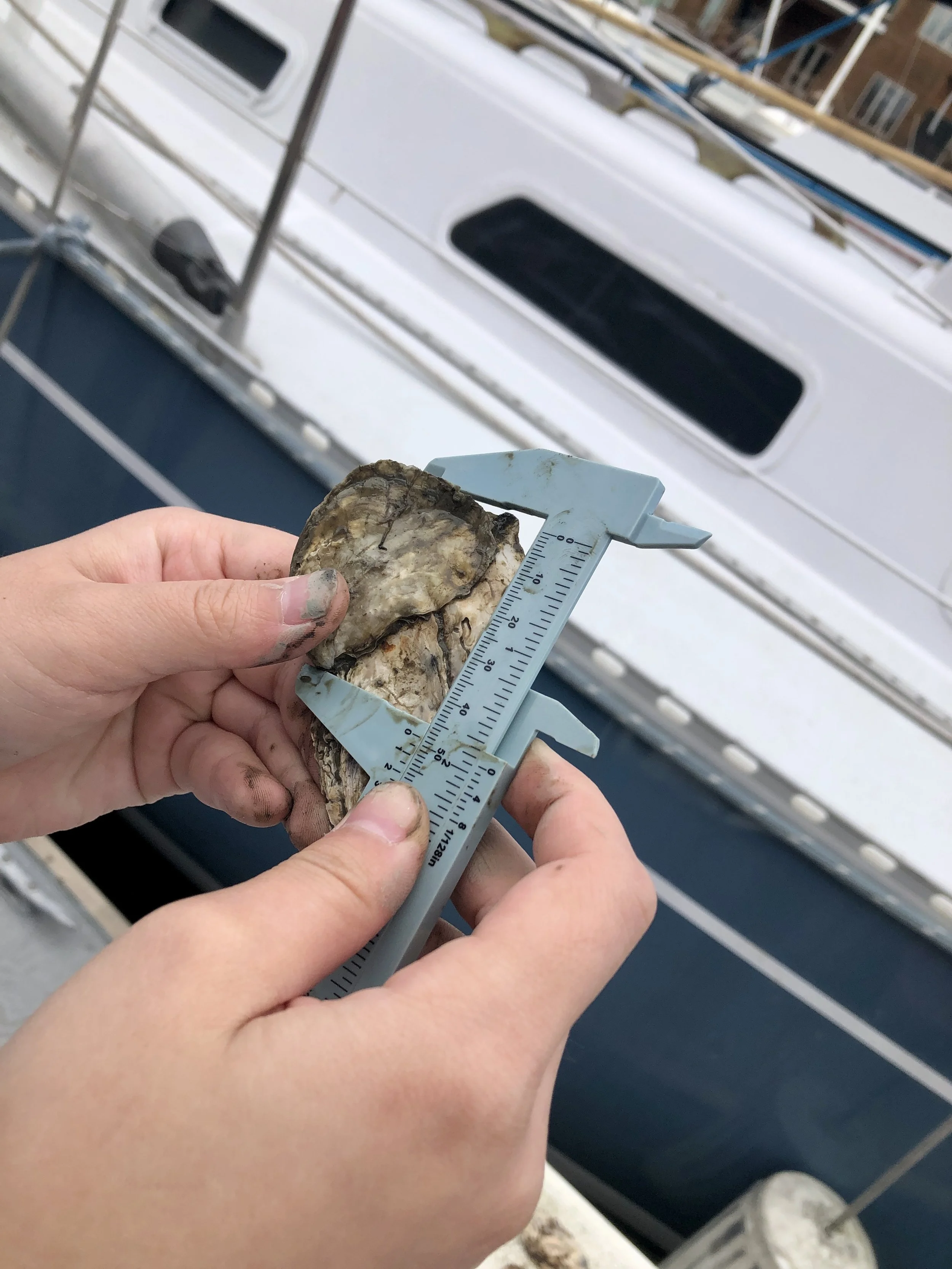 Our Oyster Base Camp Program — Wild Oyster Project