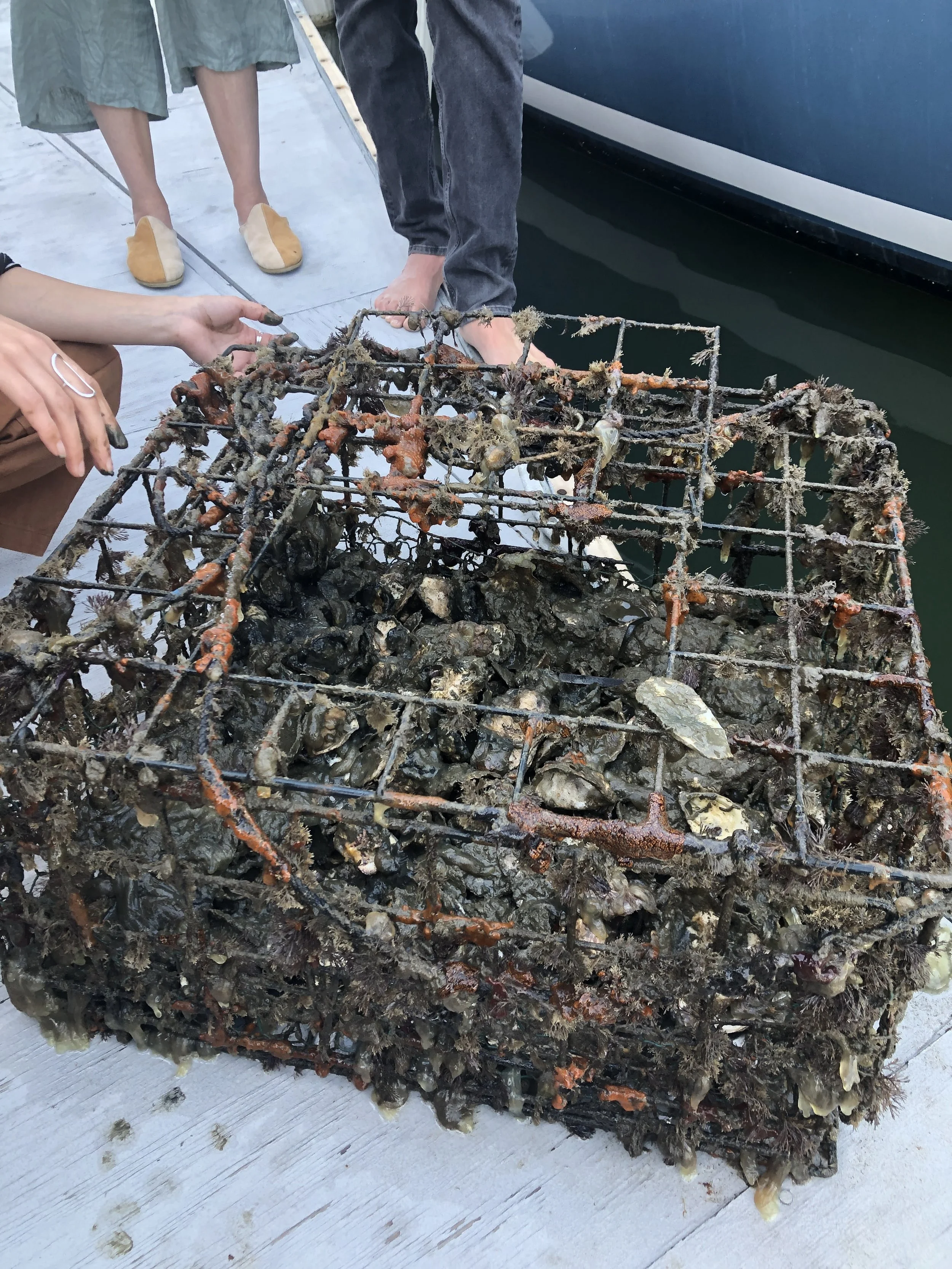 Our Oyster Base Camp Program — Wild Oyster Project