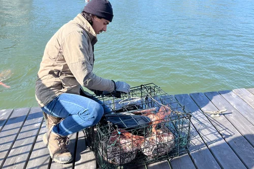 Oyster Reefs & Projects — Wild Oyster Project