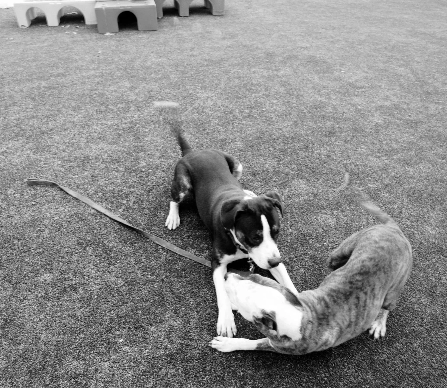 All Adoptable Dogs — Hope Animal Rescues