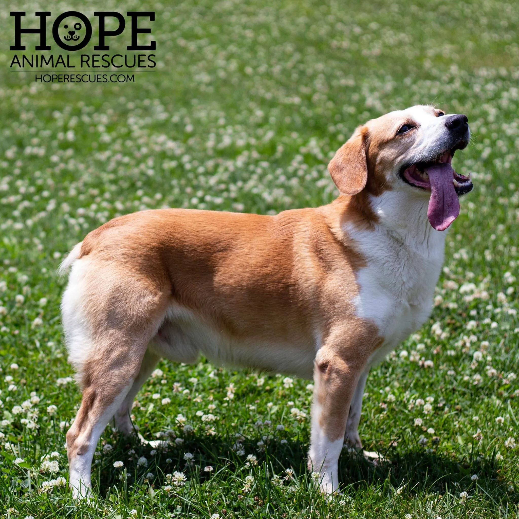 Large (50-100 lbs) — All Adoptable Dogs — Hope Animal Rescues