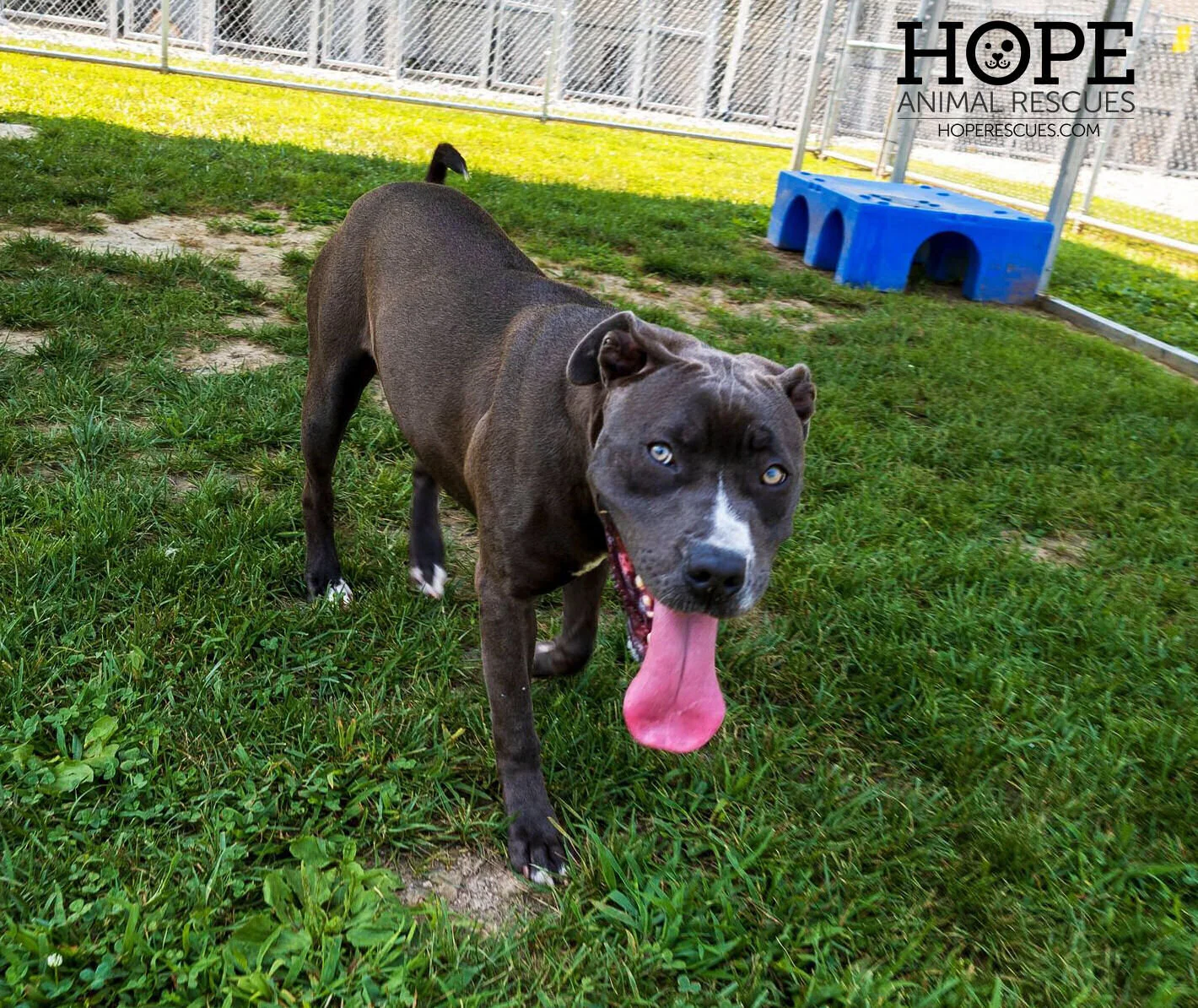 Female — All Adoptable Dogs — Hope Animal Rescues