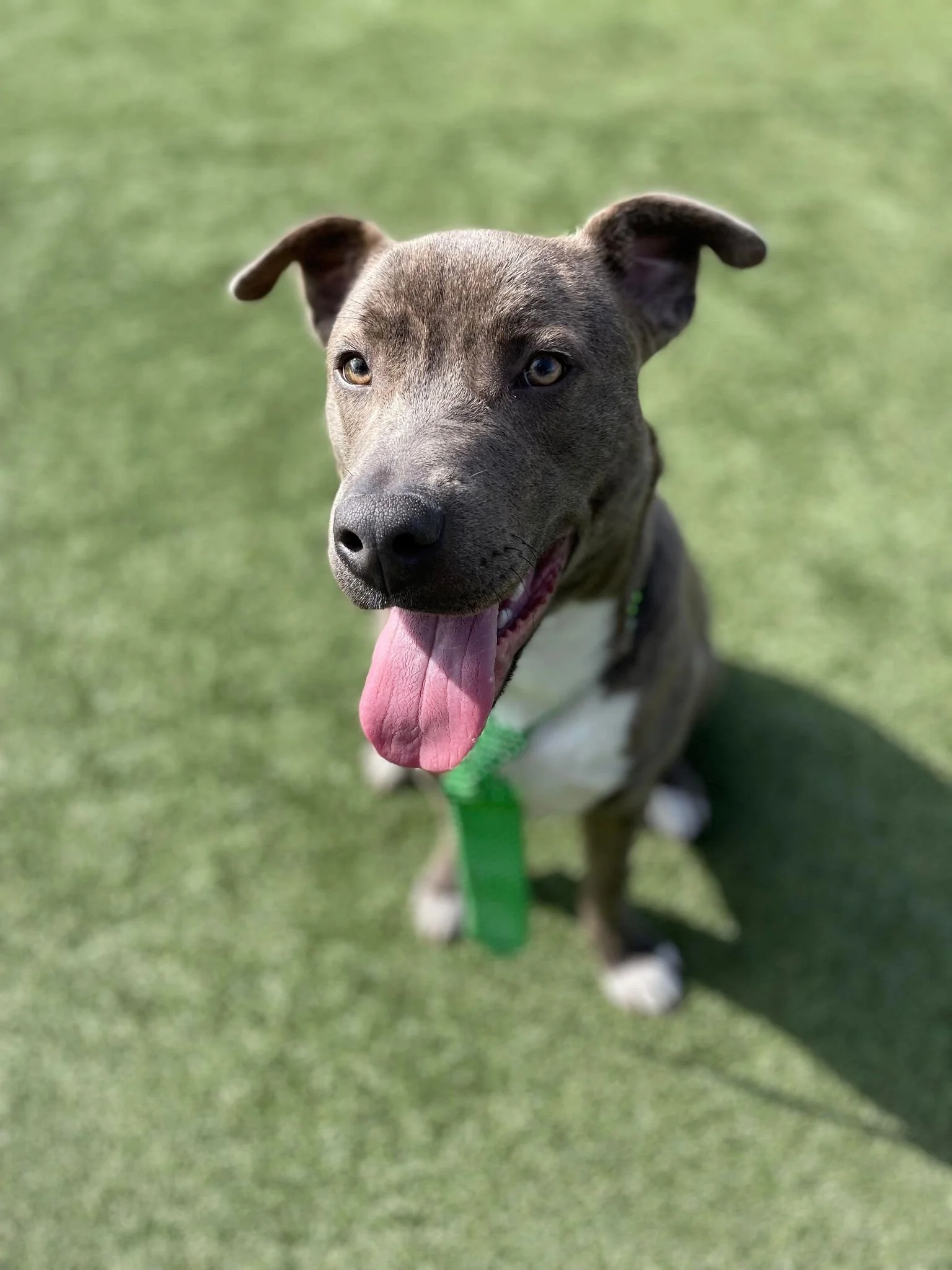 All Adoptable Dogs — Hope Animal Rescues