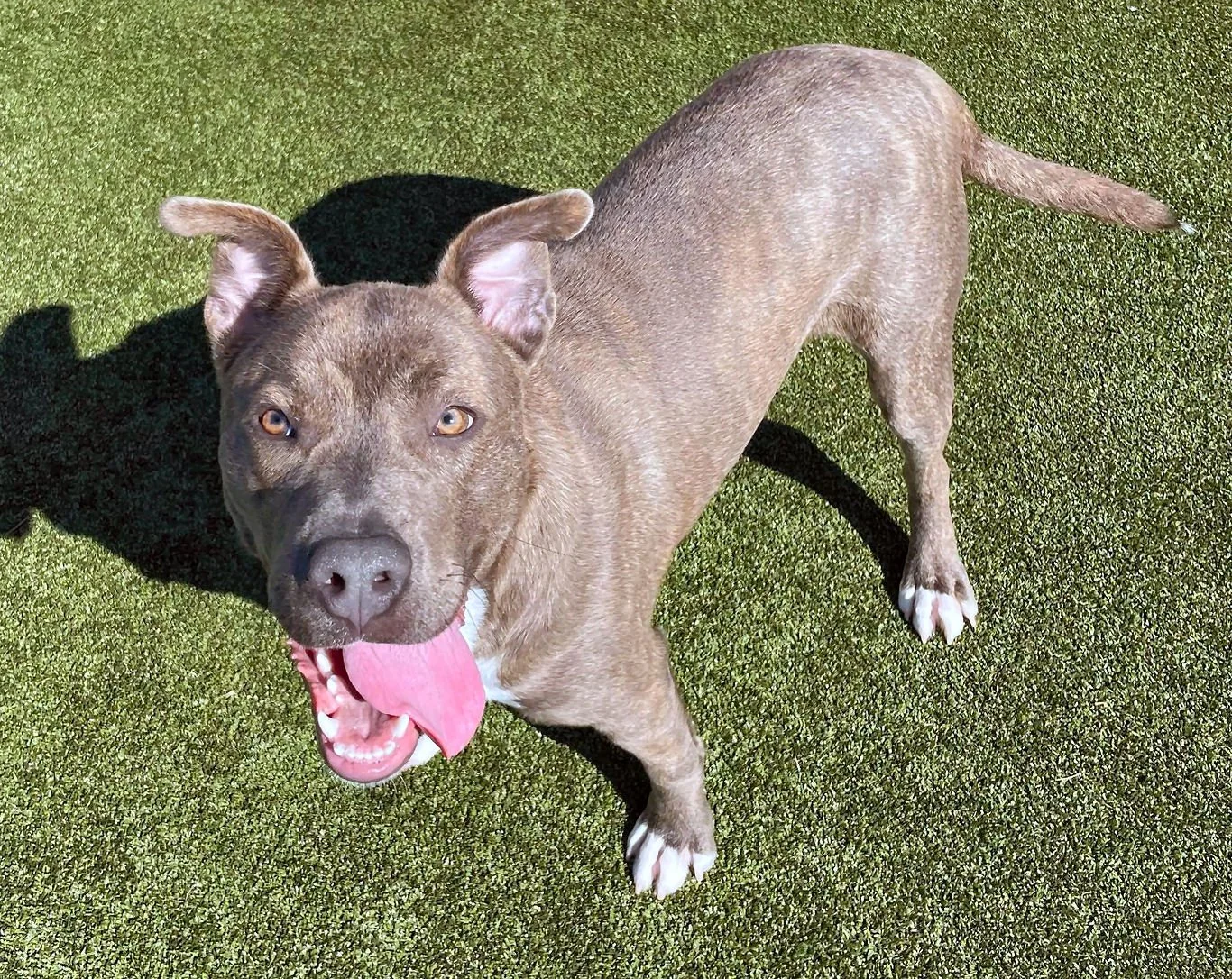 All Adoptable Dogs — Hope Animal Rescues