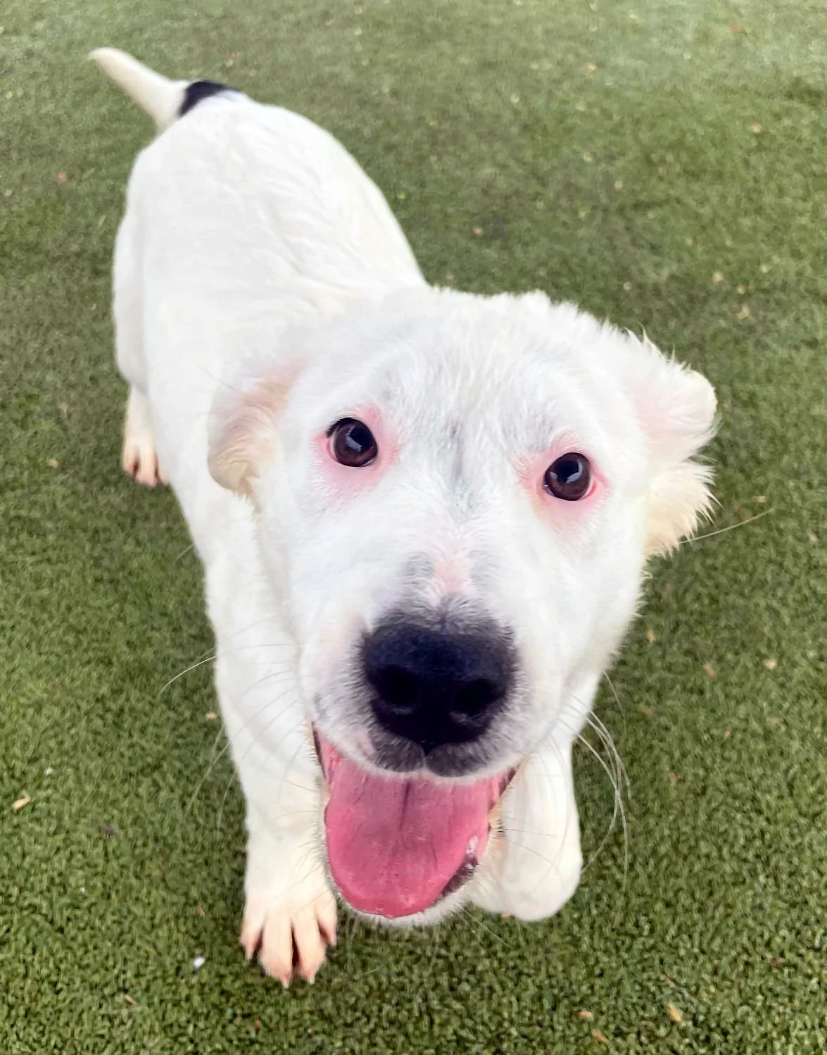 Zoe - Adoption Pending — Hope Animal Rescues