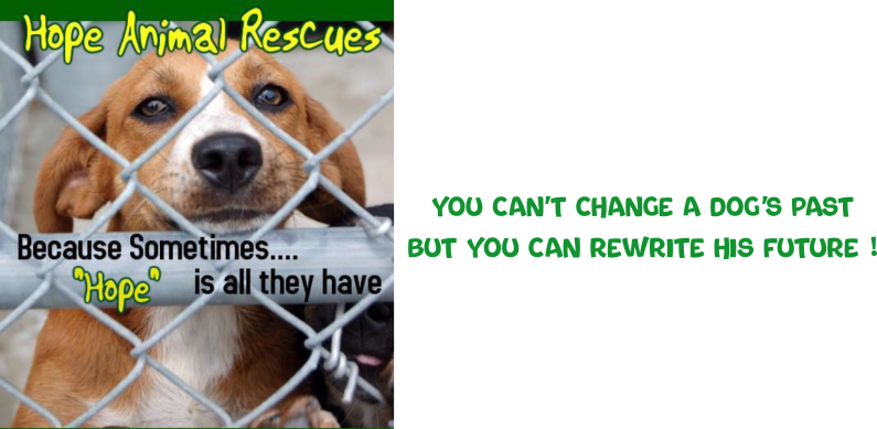 All Adoptable Dogs — Hope Animal Rescues