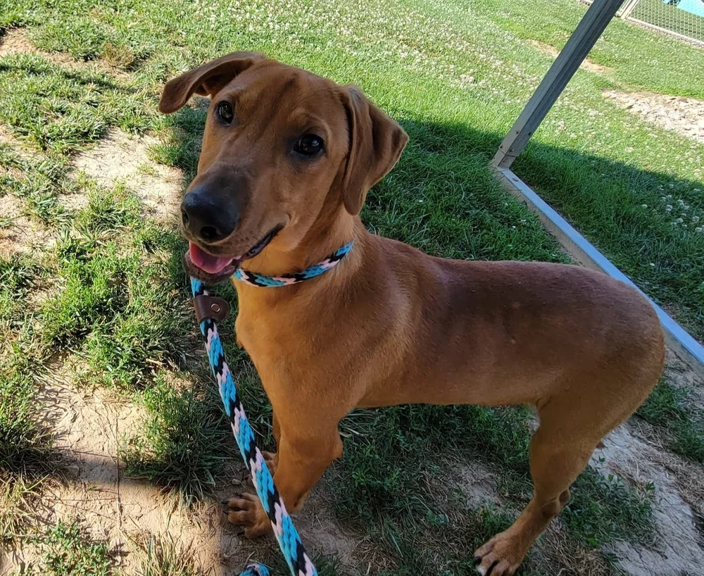 All Adoptable Dogs — Hope Animal Rescues