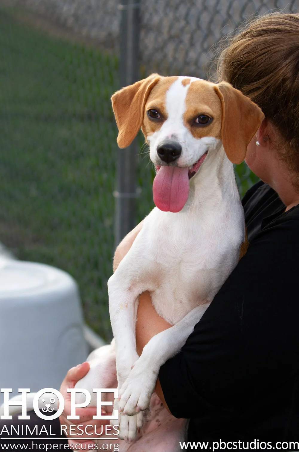 All Adoptable Dogs — Hope Animal Rescues