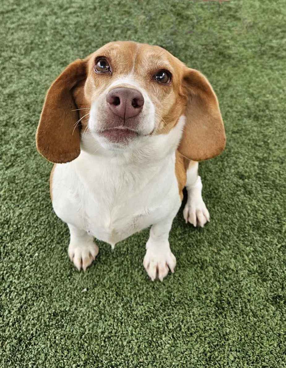 All Adoptable Dogs — Hope Animal Rescues