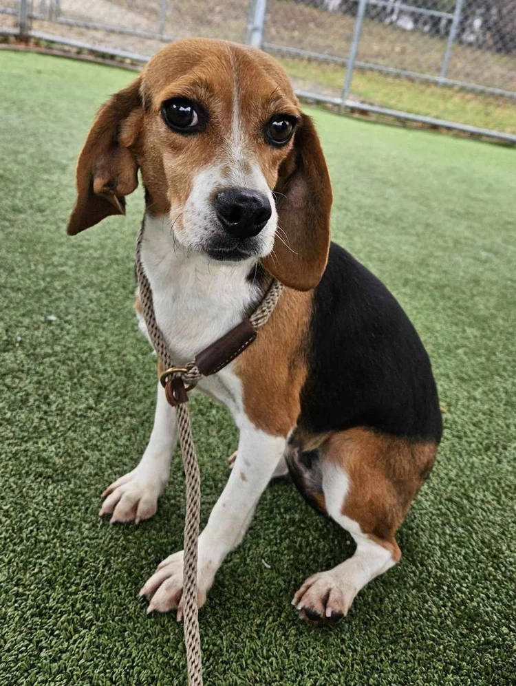 All Adoptable Dogs — Hope Animal Rescues