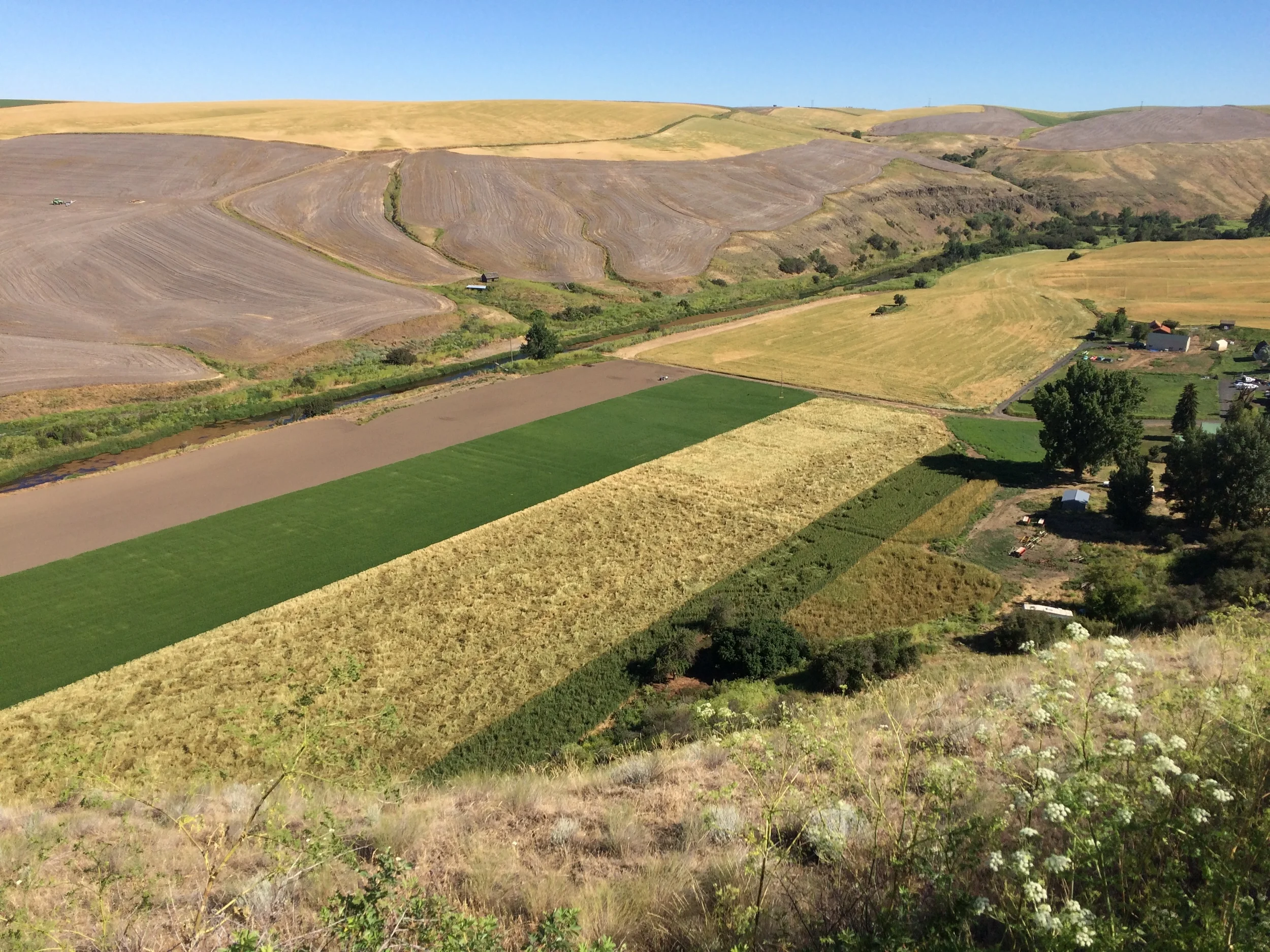 About Palouse Heritage | Regeneratively Grown Heritage Grains from ...